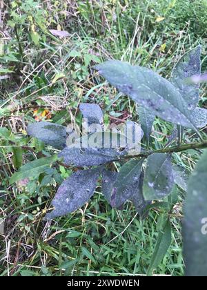 Wingstem (Verbesina alternifolia) Plantae Stock Photo - Alamy