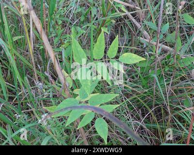 American groundnut (Apios americana) Plantae Stock Photo - Alamy