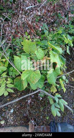 riverbank grape (Vitis riparia), Plantae, Champlain, Québec, Canada ...