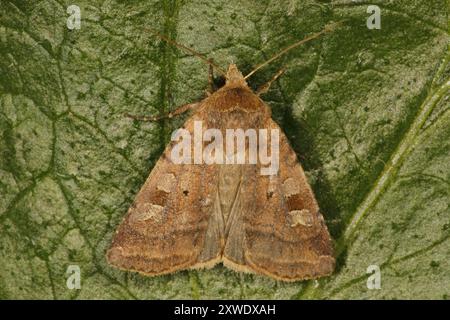 Ingrailed Clay (Diarsia mendica) Insecta Stock Photo - Alamy