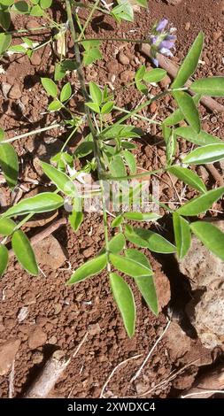 arabian pea (Bituminaria bituminosa) Plantae Stock Photo - Alamy