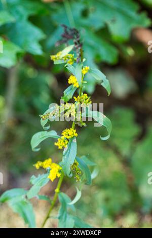 Swamp Goldenrod (Solidago patula), Plantae, Pisgah National Forest ...
