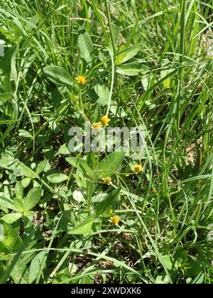 marsh para cress (Acmella uliginosa) Plantae Stock Photo - Alamy