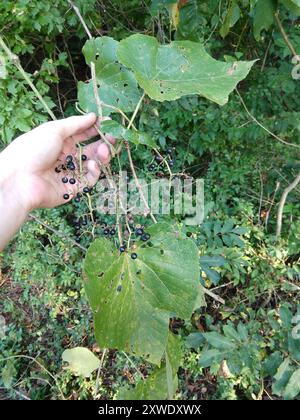 graybark grape (Vitis cinerea) Plantae Stock Photo - Alamy