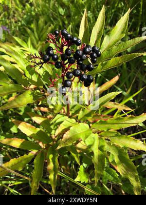 Dwarf Elder (Sambucus ebulus) Plantae Stock Photo - Alamy
