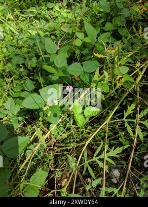 trailing fuzzy-bean (Strophostyles helvola) Plantae Stock Photo - Alamy