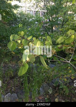 Wonder tree (Idesia polycarpa) Plantae Stock Photo - Alamy