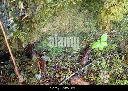 leafy and simple thalloid liverworts (Jungermanniopsida) Plantae Stock ...