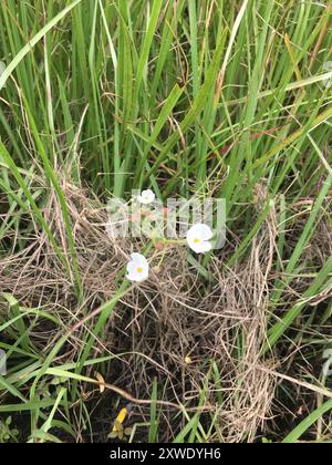 Grass-leaved Arrowhead (Sagittaria graminea) Plantae Stock Photo - Alamy