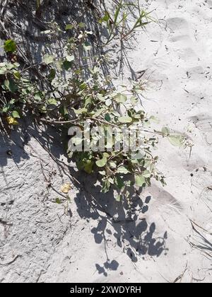 Beach Croton (Croton punctatus) Plantae Stock Photo - Alamy