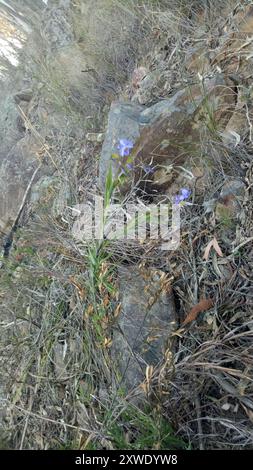 nodding blue lily (Stypandra glauca) Plantae Stock Photo - Alamy