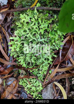 Moon Lichens (Sticta) Fungi Stock Photo - Alamy