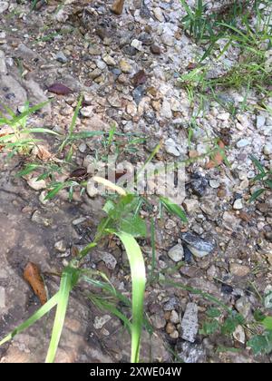 bull crowngrass (Paspalum boscianum) Plantae Stock Photo - Alamy