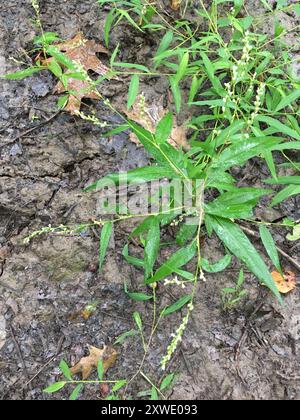 Dotted Smartweed (Persicaria punctata) Plantae Stock Photo - Alamy