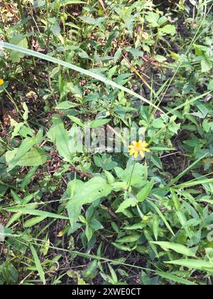 Oppositeleaf Spotflower (Acmella repens) Plantae Stock Photo - Alamy