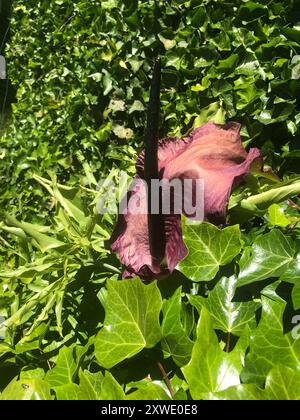 dragon arum (Dracunculus vulgaris) Plantae Stock Photo - Alamy