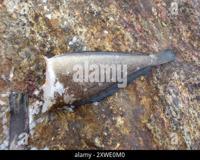 Spotted Hake (Urophycis regia) Actinopterygii Stock Photo - Alamy