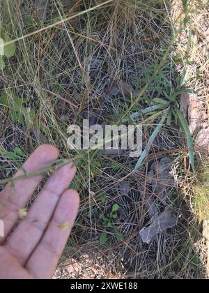 Silkgrasses (Pityopsis) Plantae Stock Photo - Alamy