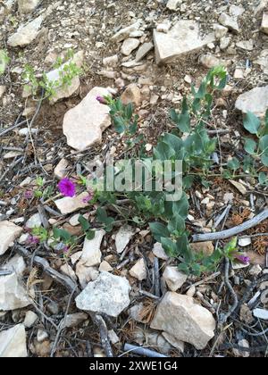 Colorado Four o'Clock (Mirabilis multiflora) Plantae Stock Photo - Alamy