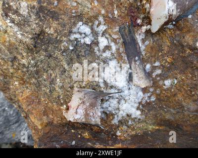 Spotted Hake (Urophycis regia) Actinopterygii Stock Photo - Alamy