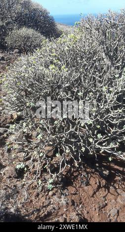 balsam spurge (Euphorbia balsamifera) Plantae Stock Photo - Alamy