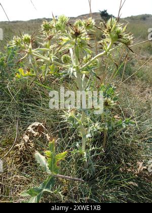 Field Eryngo (Eryngium campestre) Plantae Stock Photo - Alamy