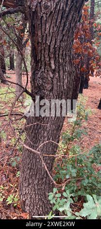 Arizona white oak (Quercus arizonica) Plantae Stock Photo - Alamy