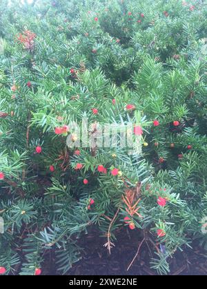 yews (Taxus) Plantae Stock Photo - Alamy