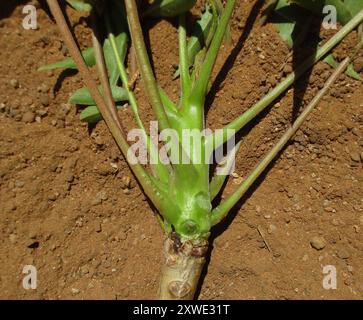 Kirkia (Kirkia acuminata) Plantae Stock Photo - Alamy