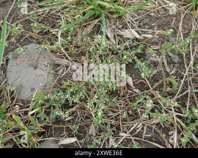 Prostrate Knotweed (Polygonum aviculare) Plantae Stock Photo - Alamy