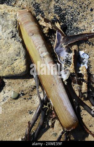 Pod Razor (Ensis siliqua), Mollusca, River Dovey, Aberdovey, Wales, GB ...