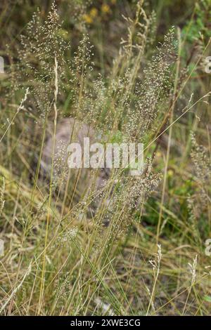 Pine Dropseed (Muhlenbergia tricholepis) Plantae Stock Photo - Alamy
