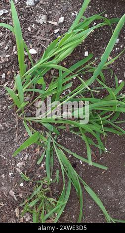 panic veldtgrass (Ehrharta erecta) Plantae Stock Photo - Alamy