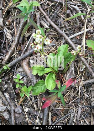 shinleaf (Pyrola elliptica) Plantae Stock Photo - Alamy