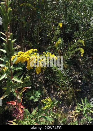 Sweet Goldenrod (Solidago odora) Plantae Stock Photo - Alamy