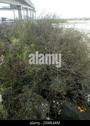 Makaka (Plagianthus divaricatus) Plantae Stock Photo - Alamy