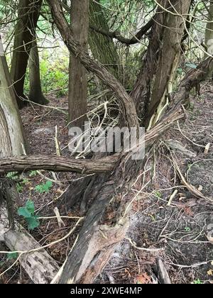 riverbank grape (Vitis riparia) Plantae Stock Photo - Alamy