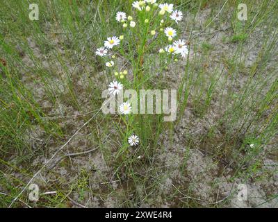 Pringle's Aster (Symphyotrichum pilosum pringlei) Plantae Stock Photo ...
