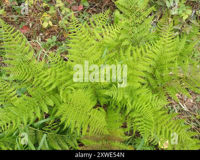 Athyrium sect. Athyrium (Athyrium) Plantae Stock Photo - Alamy