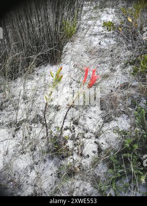 Grand Butterbush (Tylecodon grandiflorus) Plantae Stock Photo - Alamy