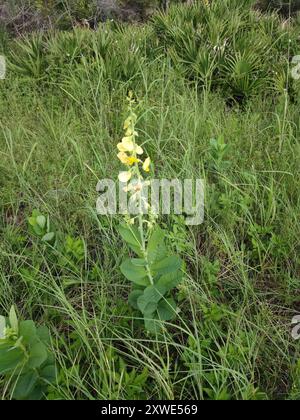 Showy Rattlebox (Crotalaria spectabilis) Plantae Stock Photo - Alamy