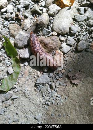 Carolina Mantleslug (Philomycus carolinianus) Mollusca Stock Photo - Alamy