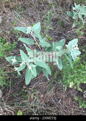 Lindheimer's Doveweed (Croton lindheimeri) Plantae Stock Photo - Alamy