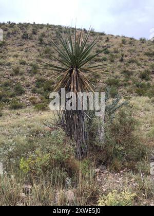 Spanish dagger (Yucca treculiana) Plantae Stock Photo - Alamy