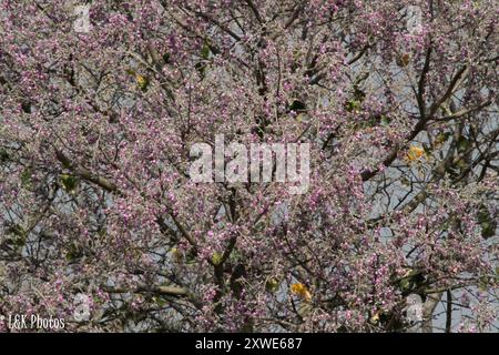 Kalahari Appleleaf (Philenoptera nelsii) Plantae Stock Photo - Alamy