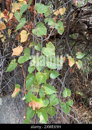 canyon wild grape (Vitis arizonica) Plantae Stock Photo - Alamy