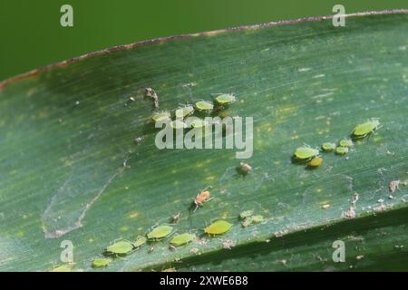 Colony of Rose grain aphid Metopolophium dirhodum apterous stages and a ...