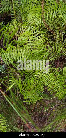Coral Fern (Gleichenia polypodioides) Plantae Stock Photo - Alamy