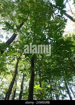 walnut family (Juglandaceae) Plantae Stock Photo - Alamy