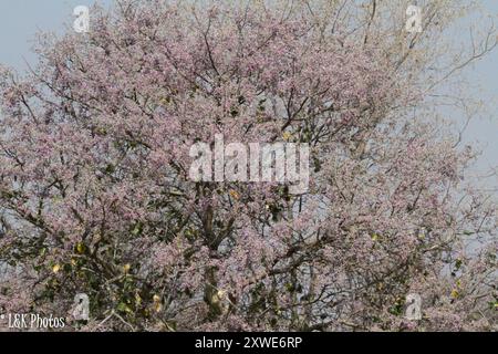 Kalahari Appleleaf (Philenoptera nelsii) Plantae Stock Photo - Alamy